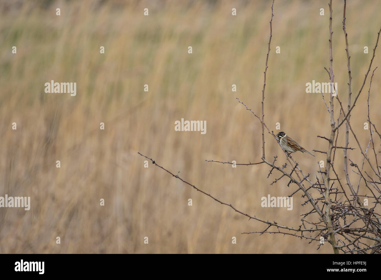 Male reed bunting on perch hi-res stock photography and images - Alamy