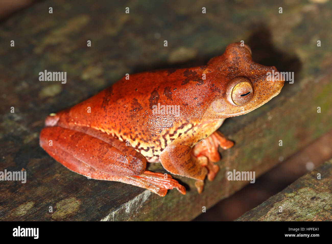 Harlequin tree frog (Rhacophorus Pardalis), Kubah National Park ...