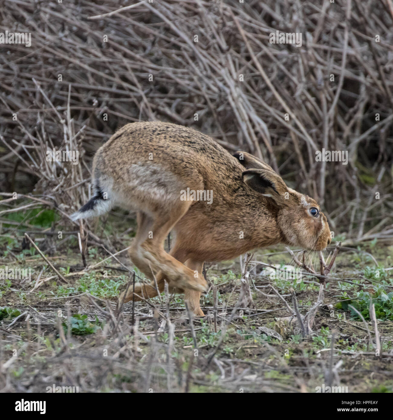Hare running hi-res stock photography and images - Alamy