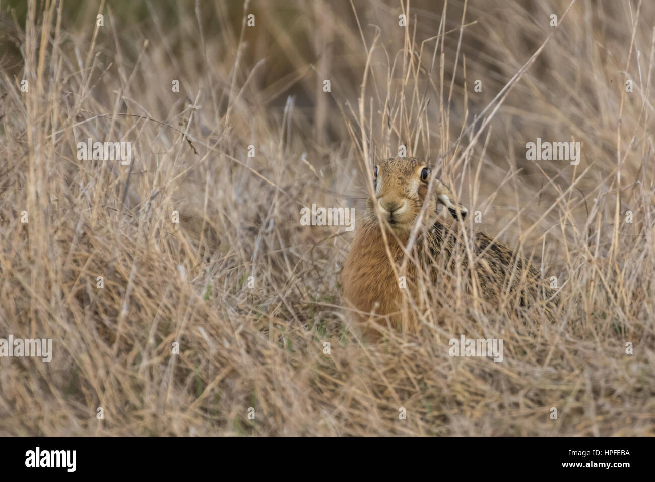 A European hare (Lepus europaeus) or brown hare hiding in long grass in ...