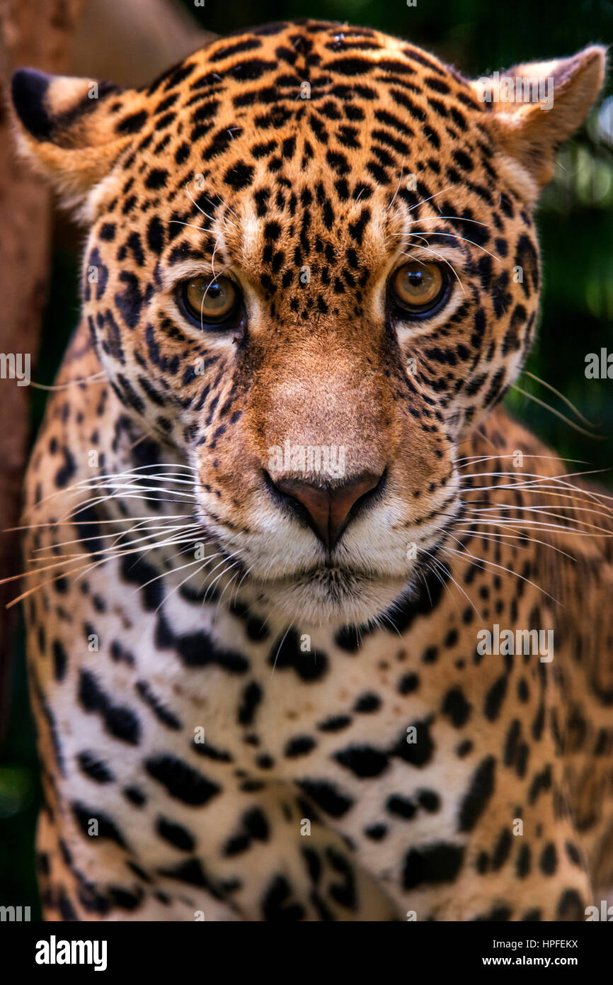 Jaguar (Panthera onca), Brazil Stock Photo - Alamy