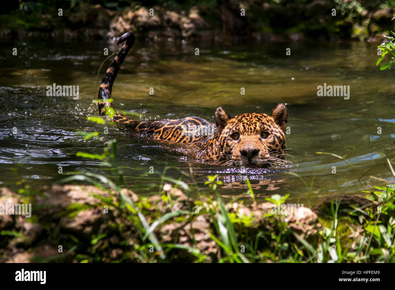 Jaguar (Panthera onca), Brazil Stock Photo - Alamy
