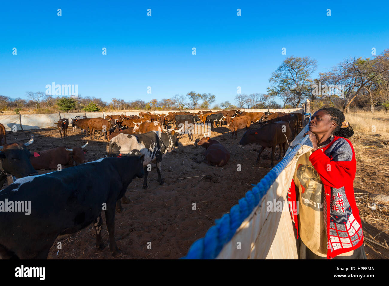 a young herd boy watches cattle in a Boma in Zimbabwe Stock Photo - Alamy