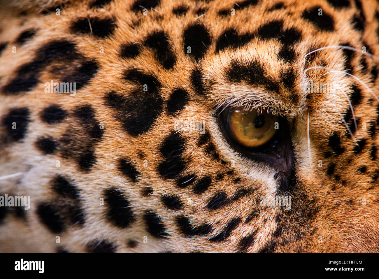 Onca Pintada High Resolution Stock Photography and Images - Alamy