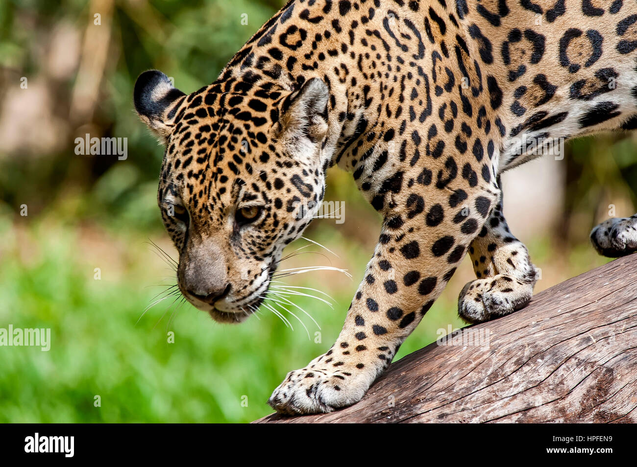 Jaguar (Panthera onca), climbs on tree, photographed in Espírito Santo ...