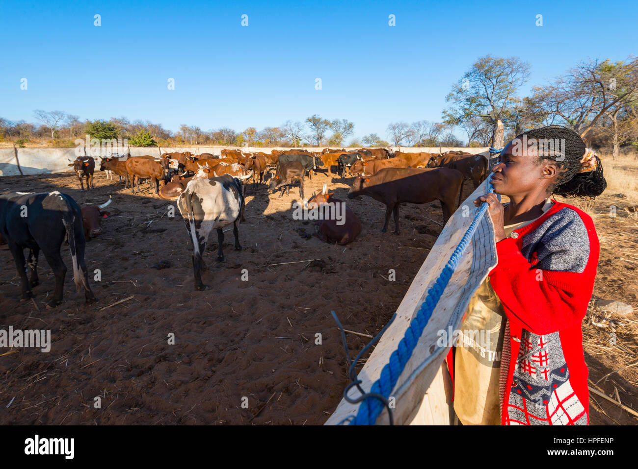 a young herd boy watches cattle in a Boma in Zimbabwe Stock Photo - Alamy
