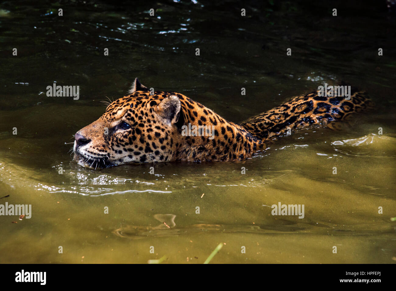 Jaguar (Panthera onca), Brazil Stock Photo - Alamy