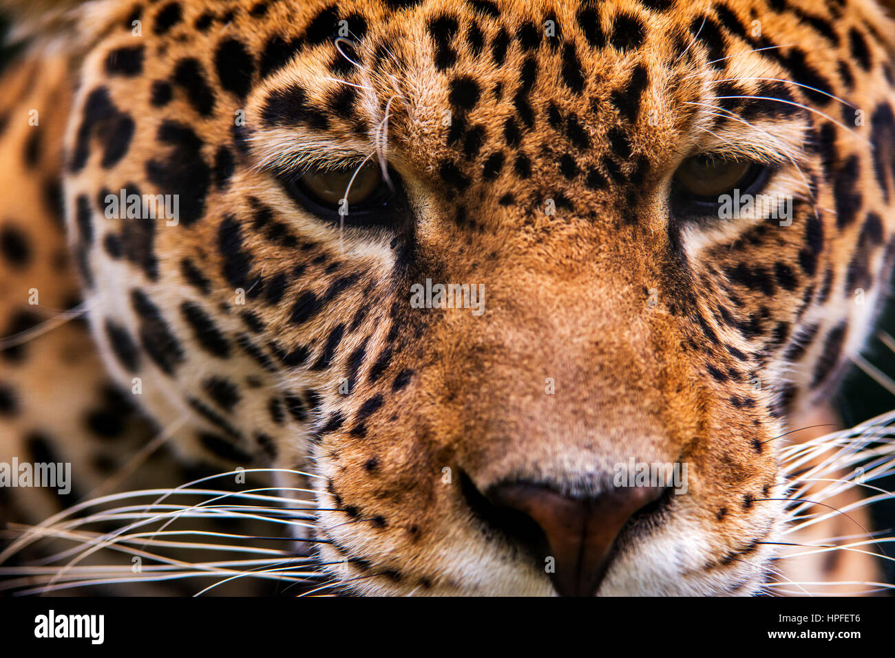 Jaguar (Panthera onca), Brazil Stock Photo - Alamy