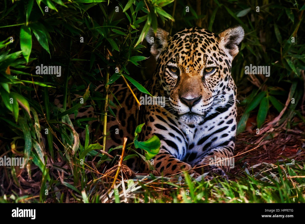Jaguar (Panthera onca), Brazil Stock Photo - Alamy