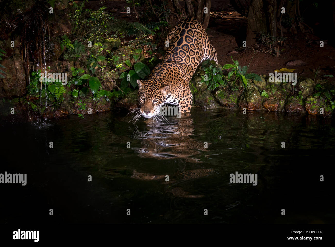 Jaguar (Panthera onca), Brazil Stock Photo - Alamy