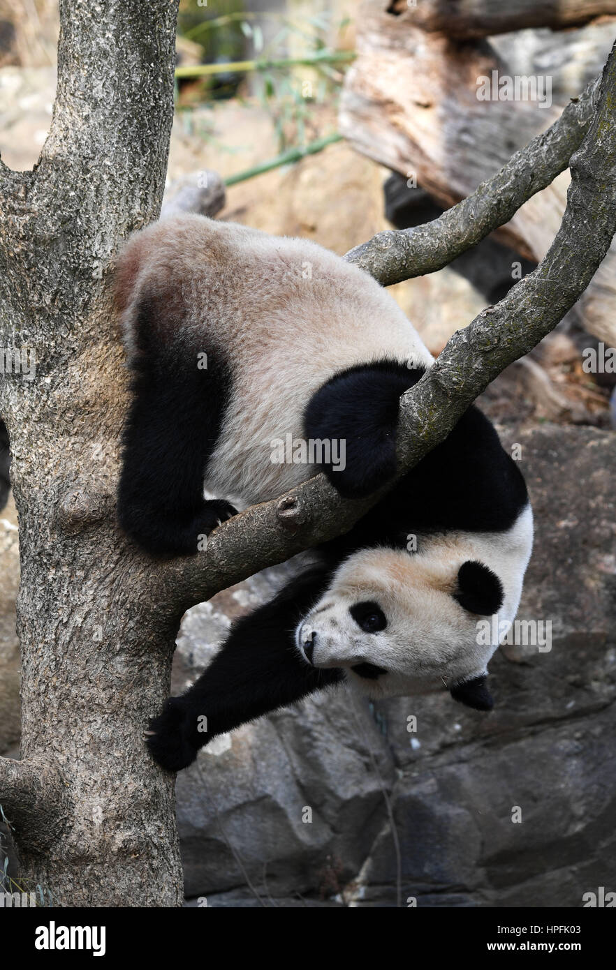 Washington, DC, USA. 21st Feb, 2017. Giant panda Bao Bao plays before ...