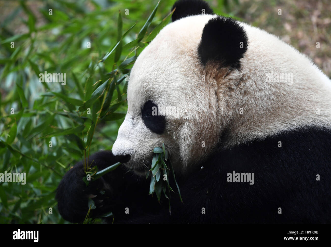 Panda bao bao hi-res stock photography and images - Alamy