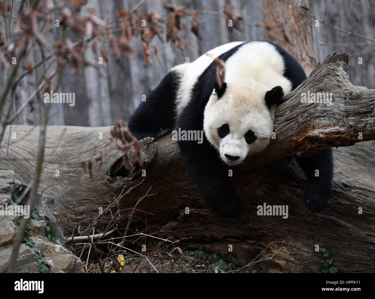 Panda bao bao hi-res stock photography and images - Alamy