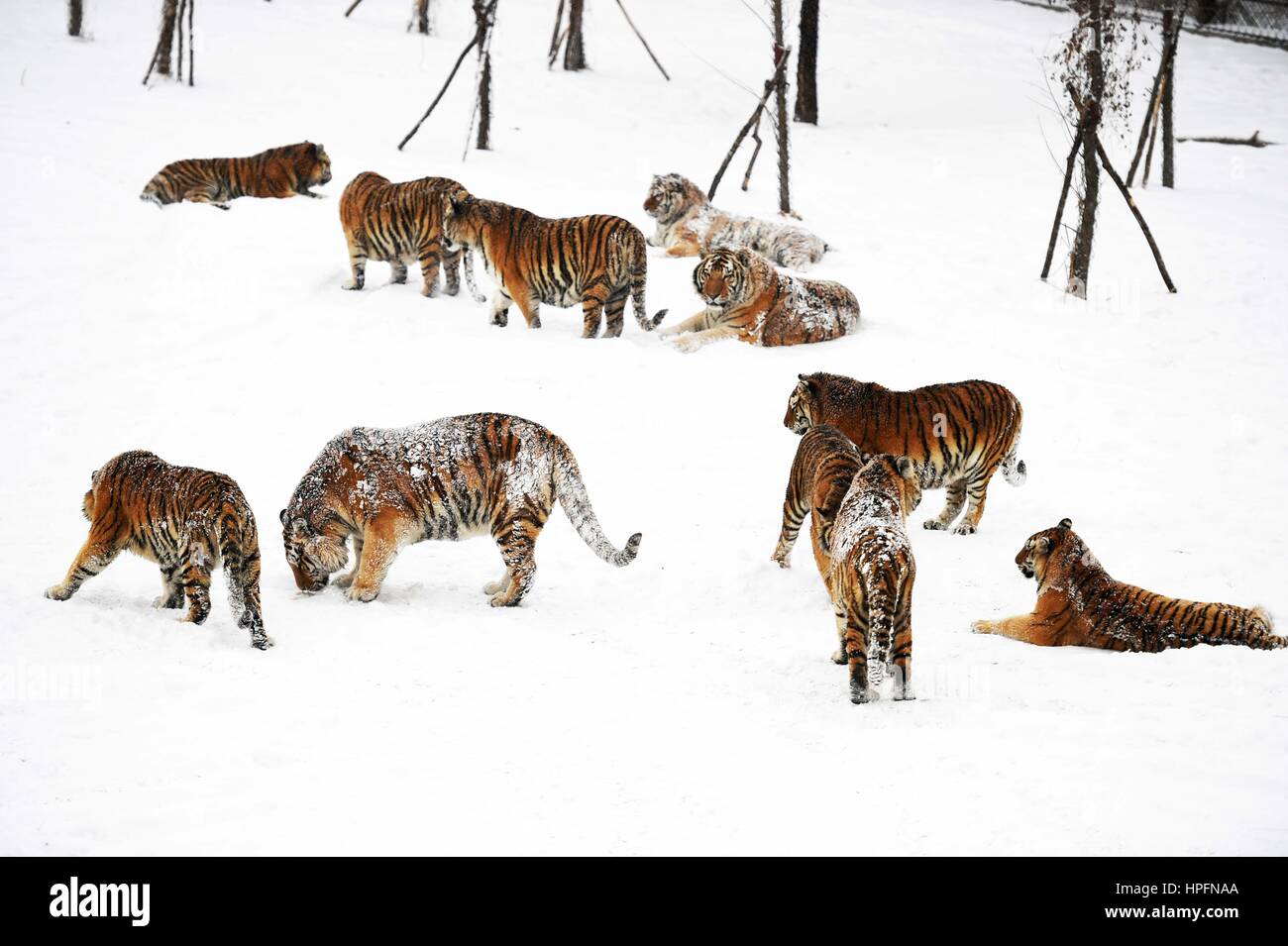 Harbin, China's Heilongjiang Province. 22nd Feb, 2017. Siberian tigers ...