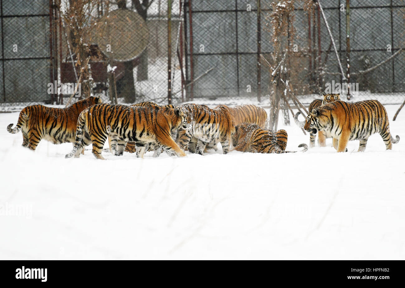 Harbin, China's Heilongjiang Province. 22nd Feb, 2017. Siberian tigers ...