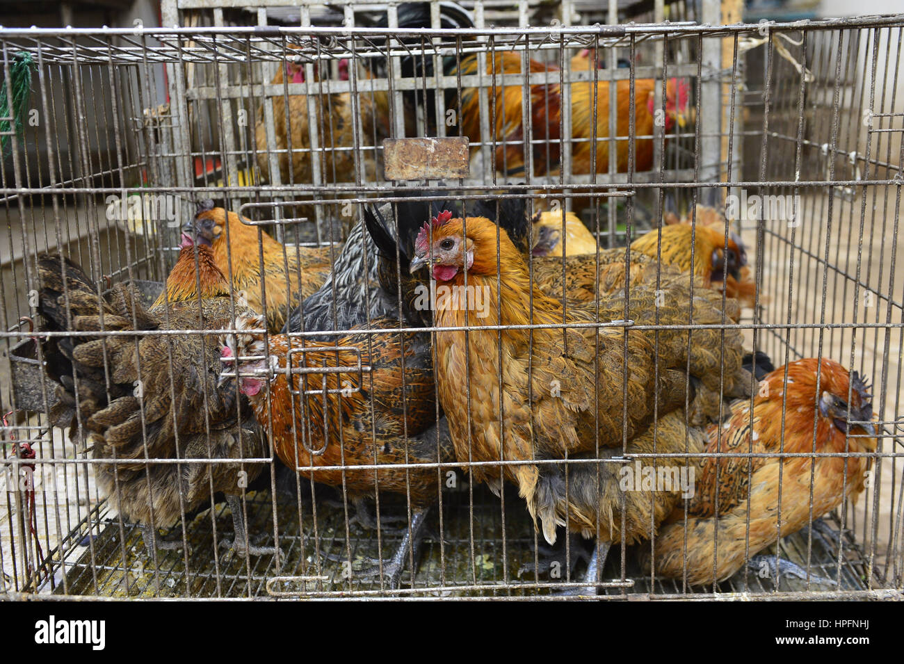 Live bird markets hi-res stock photography and images - Alamy