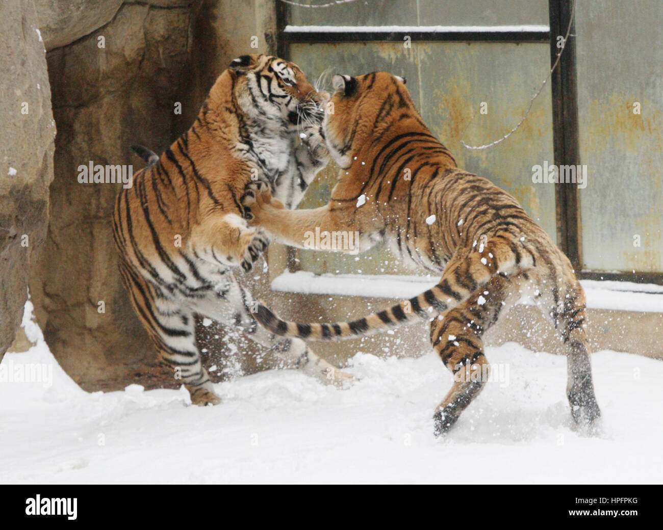 Yantai, China's Shandong Province. 22nd Feb, 2017. Two Siberian tigers ...