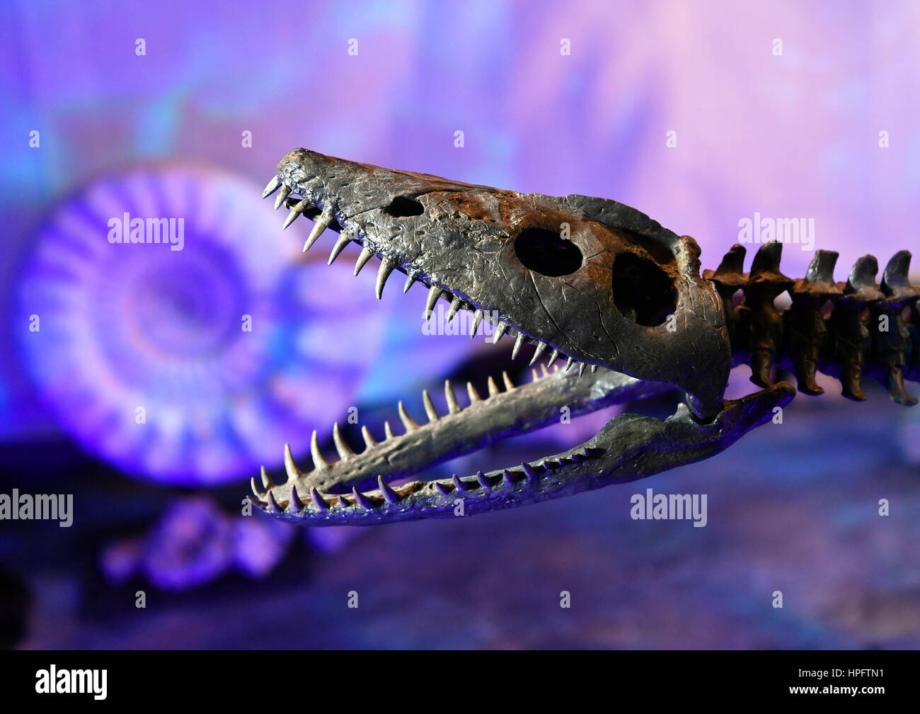 Sea Life, Berlin, Germany. 22nd Feb, 2017. A four metre long skeleton ...