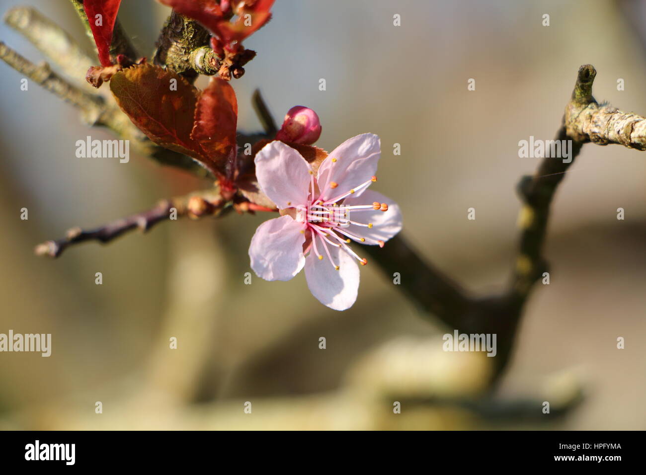 Prunus flower in a garden Stock Photo - Alamy