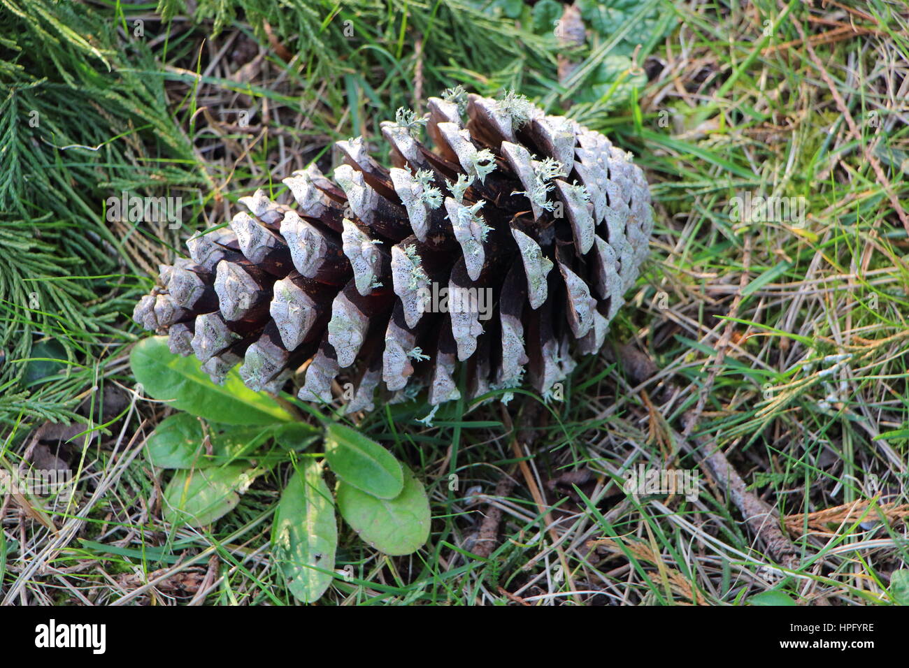 Cone nature hi-res stock photography and images - Alamy