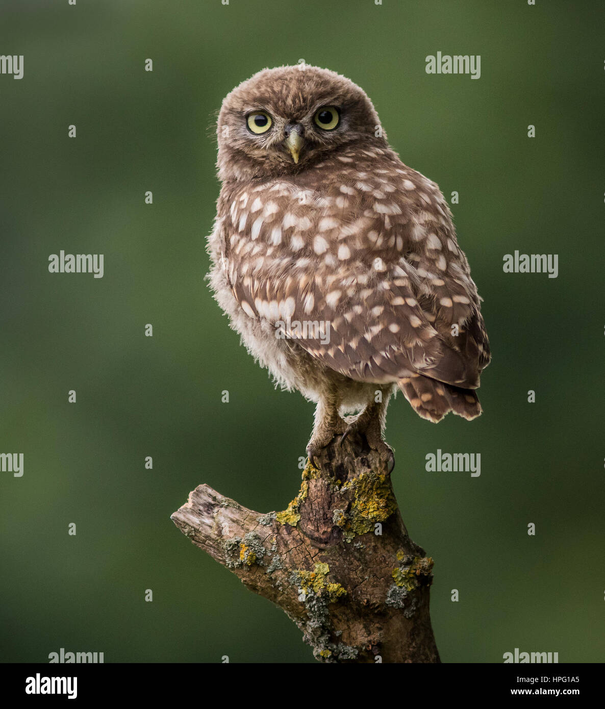 juvenile little owl sat on a branch Stock Photo - Alamy