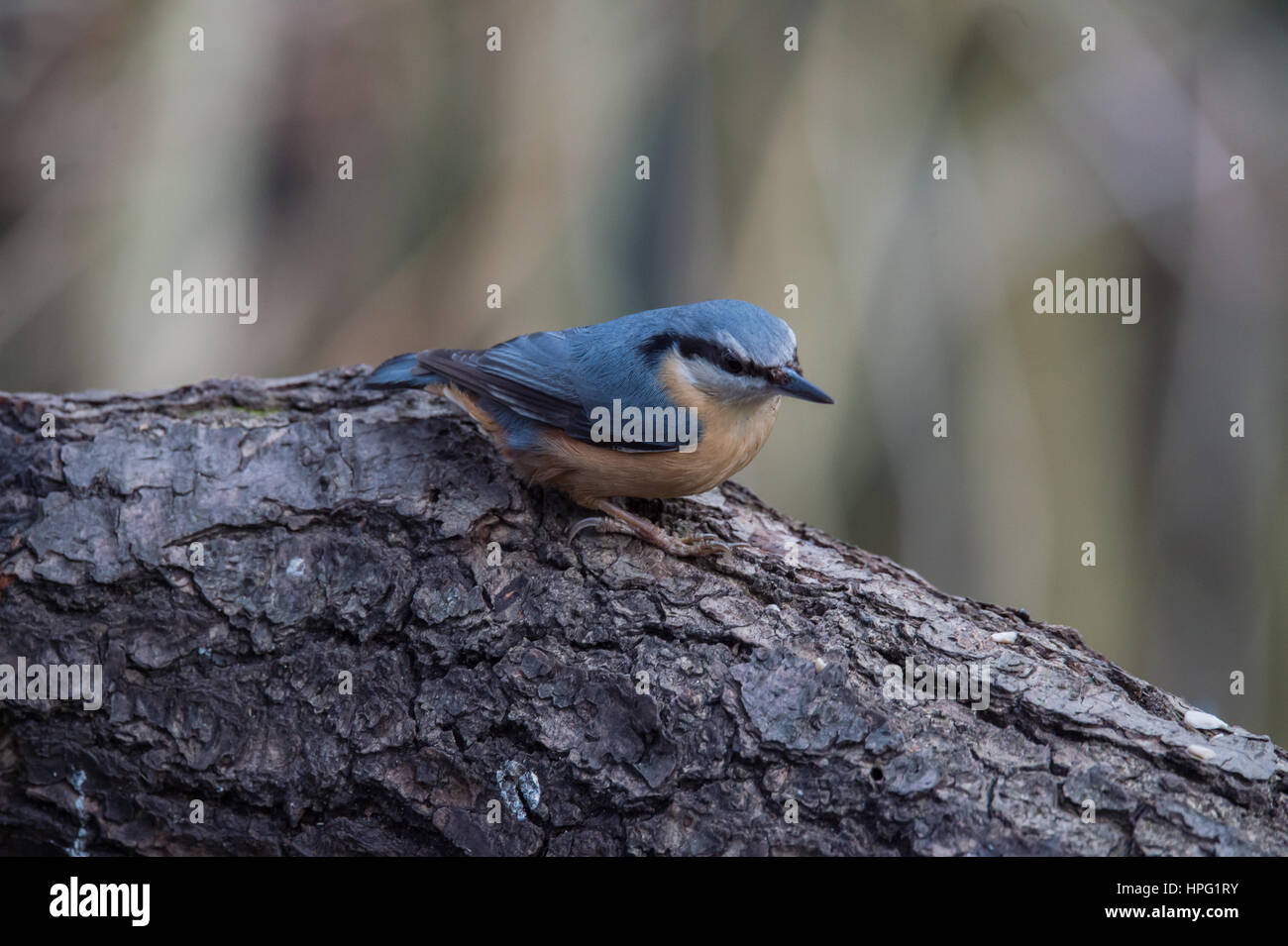 Nuthatch of britain hi-res stock photography and images - Alamy
