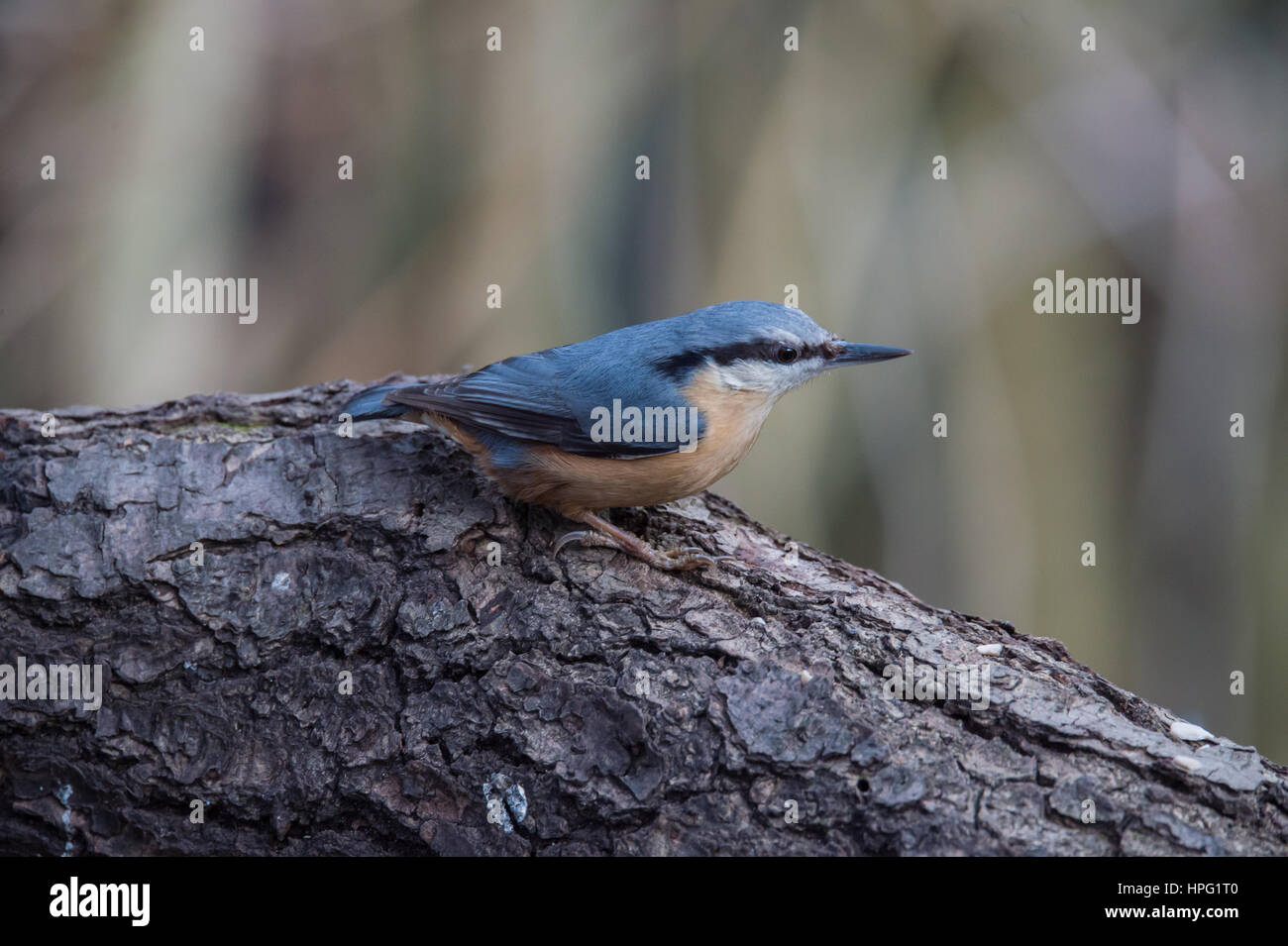 Nuthatch uk close up hi-res stock photography and images - Alamy