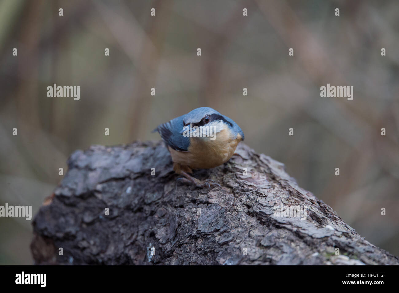 Cute nuthatch hi-res stock photography and images - Alamy