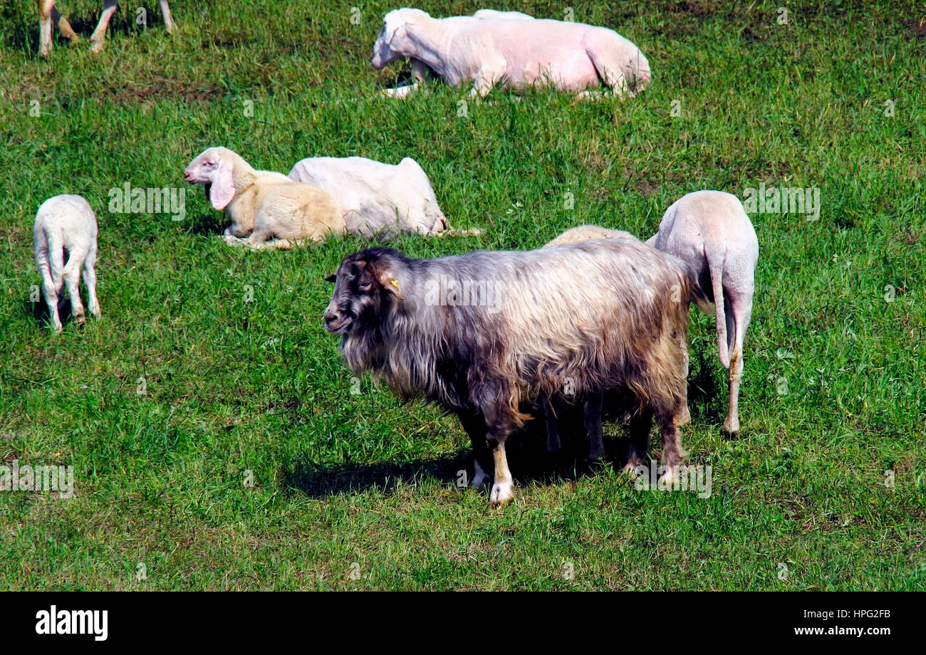 Veneto, Italy. A flock during transhumance from the plains to mountain ...