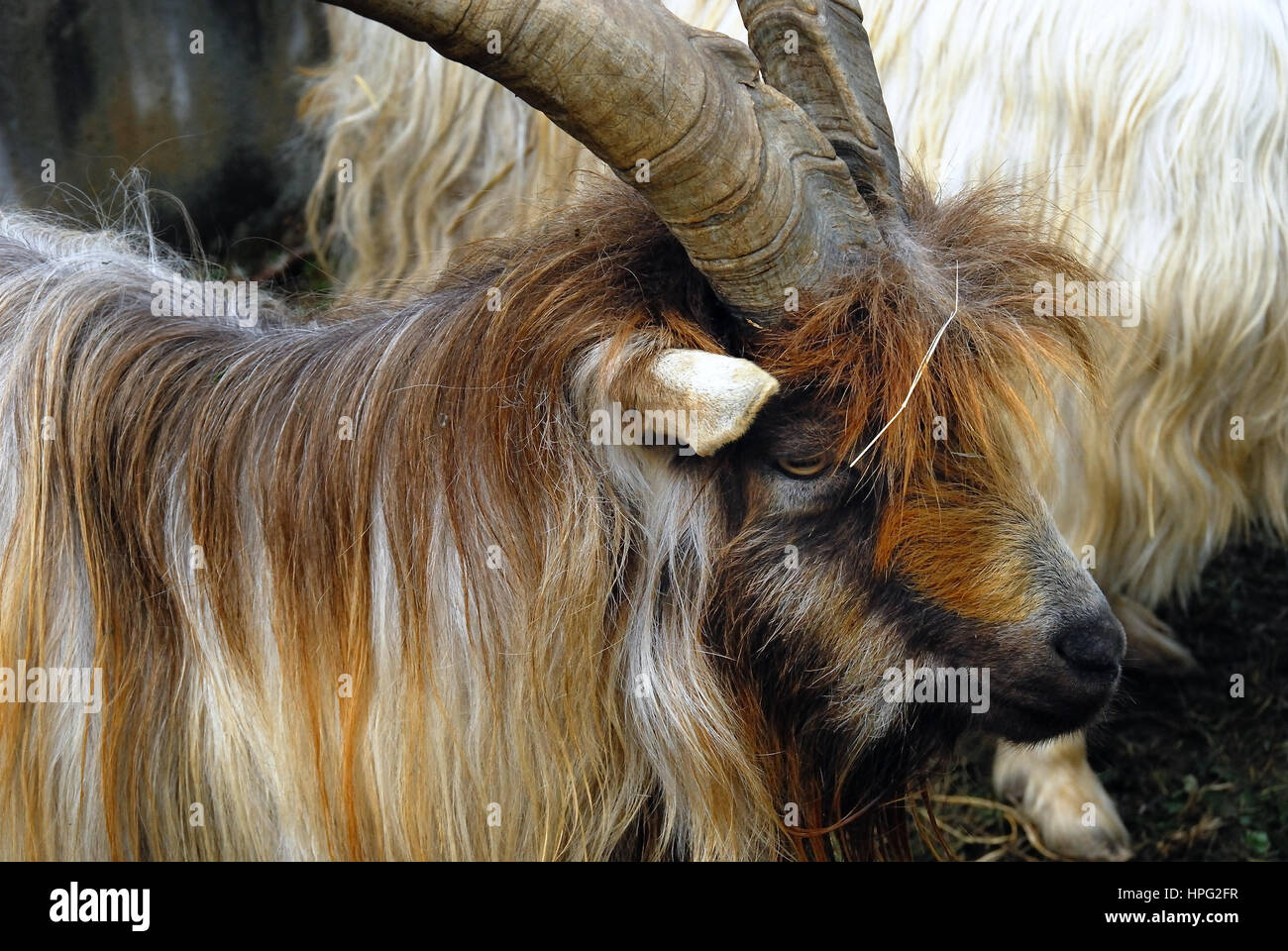 The Orobica or Valgerola Val Gerola is a breed of domestic goat from ...