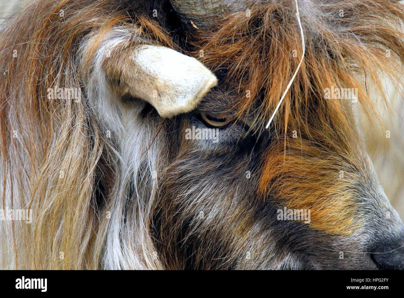 Orobica hi-res stock photography and images - Alamy