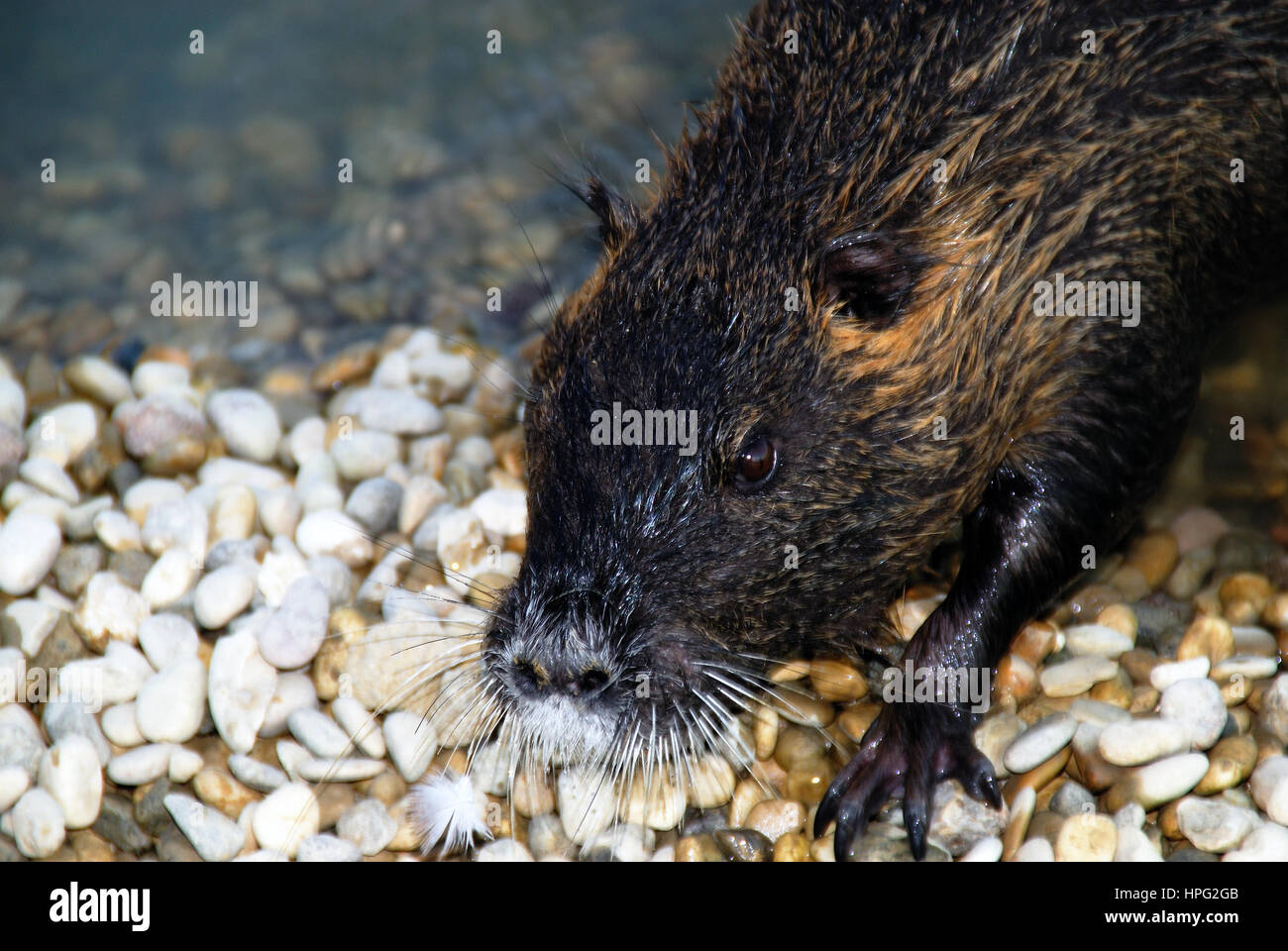 The coypu, Myocastor Coypus, also known as the river rat or nutria, is ...
