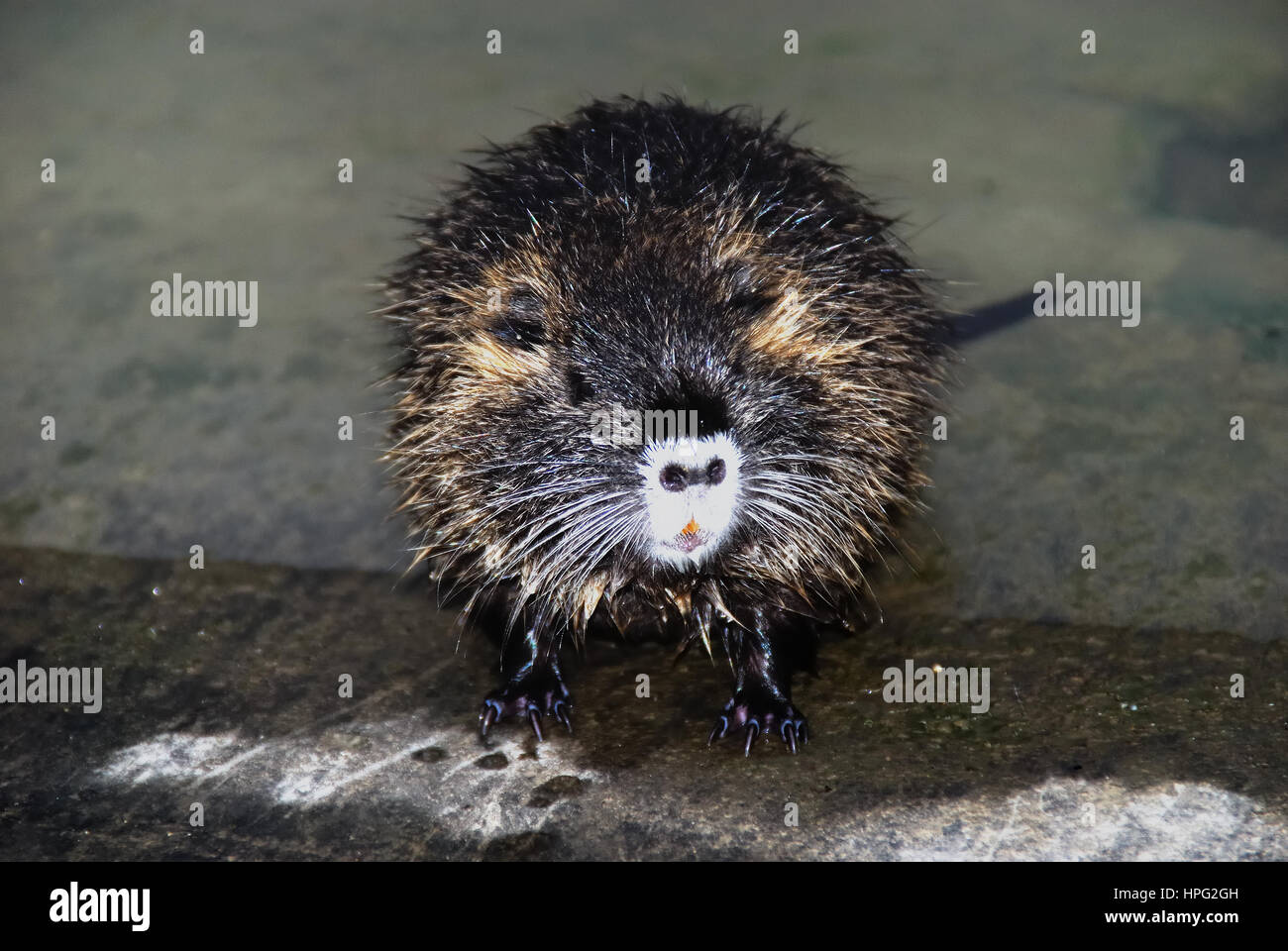The coypu, Myocastor Coypus, also known as the river rat or nutria, is ...