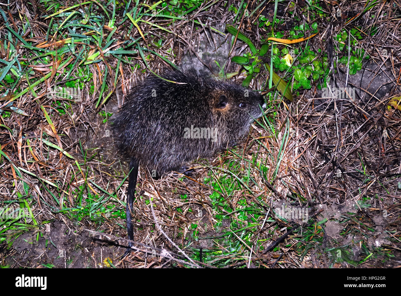 The coypu, Myocastor Coypus, also known as the river rat or nutria, is ...