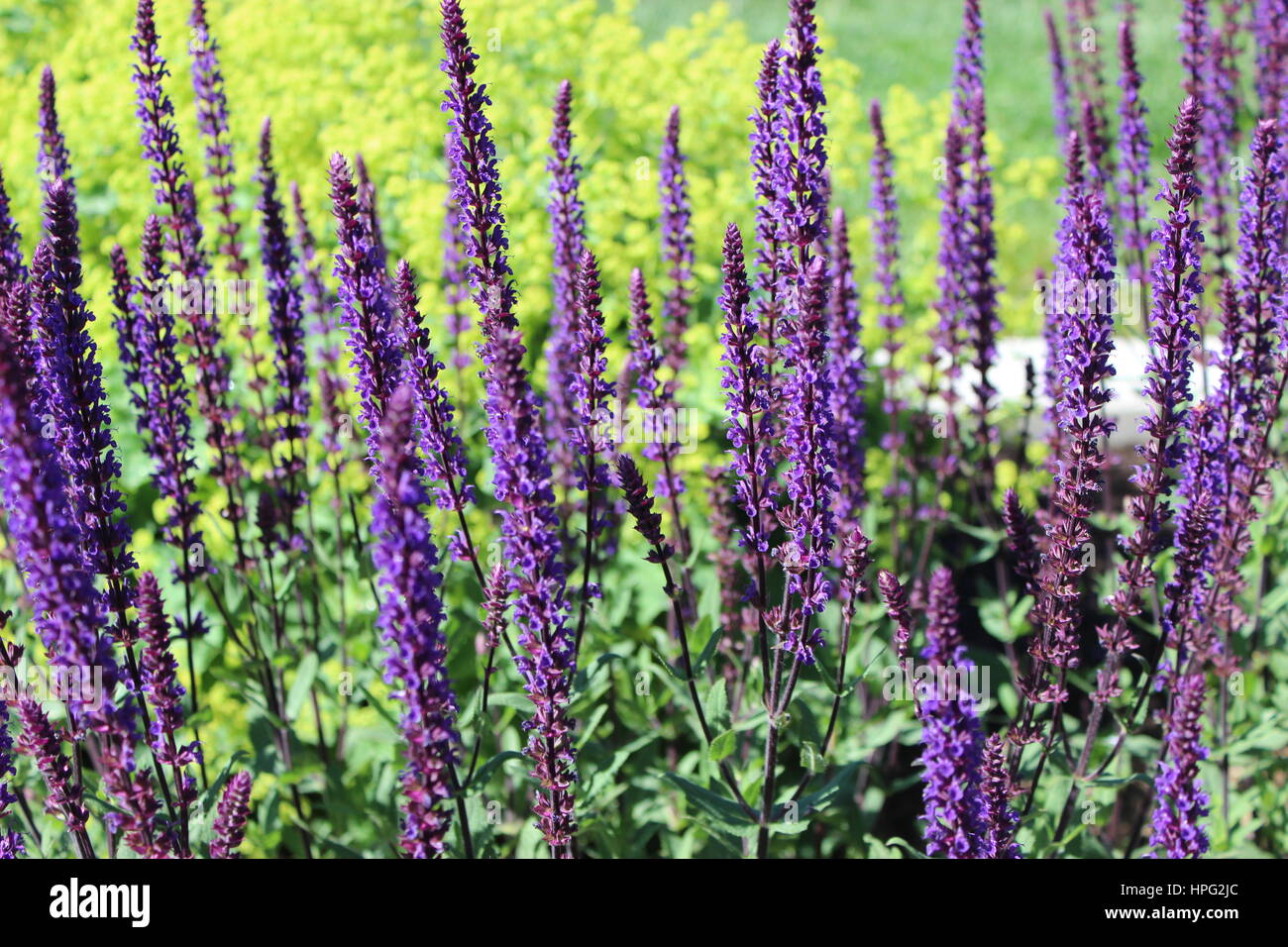 Natures flowers hi-res stock photography and images - Alamy