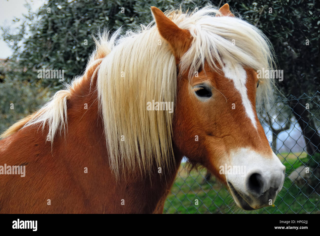 The Haflinger, also known as the Avelignese, is a breed of horse ...