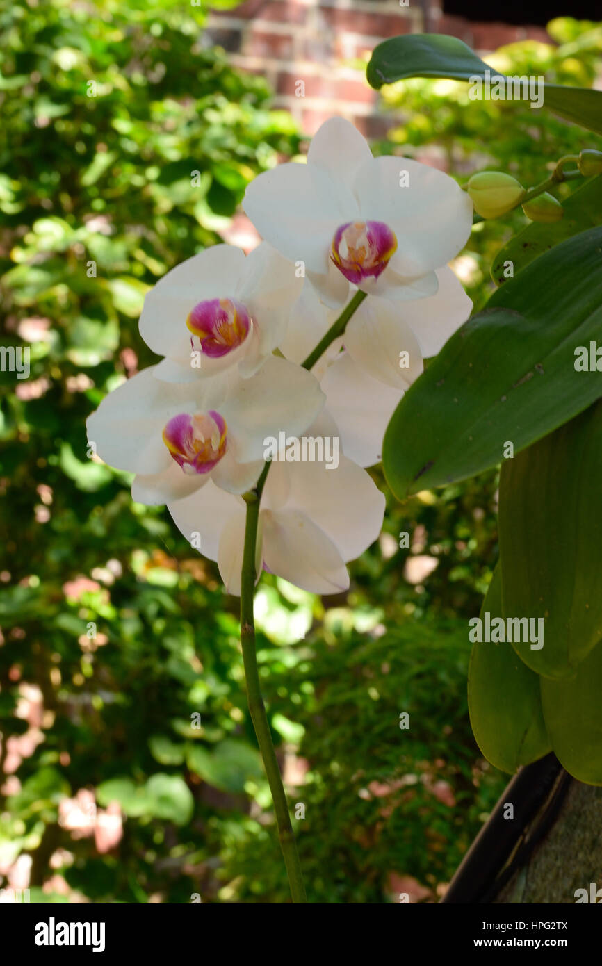 Flowers at the Key West Garden Club at the West Martello Tower, a ...