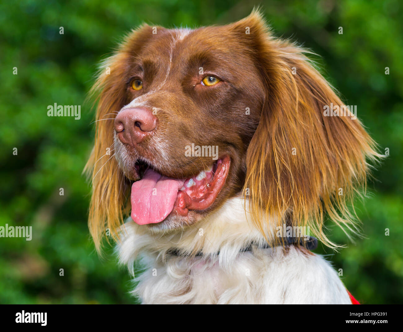 Brown and White Springer Spaniel Dog Stock Photo - Alamy