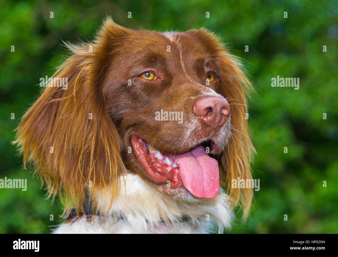 Brown and White Springer Spaniel Dog Stock Photo - Alamy