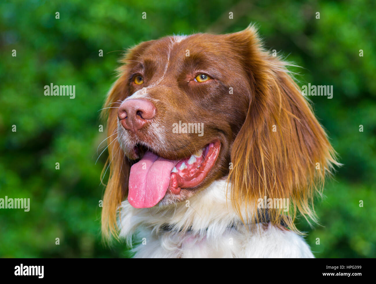 Brown and White Springer Spaniel Dog Stock Photo - Alamy