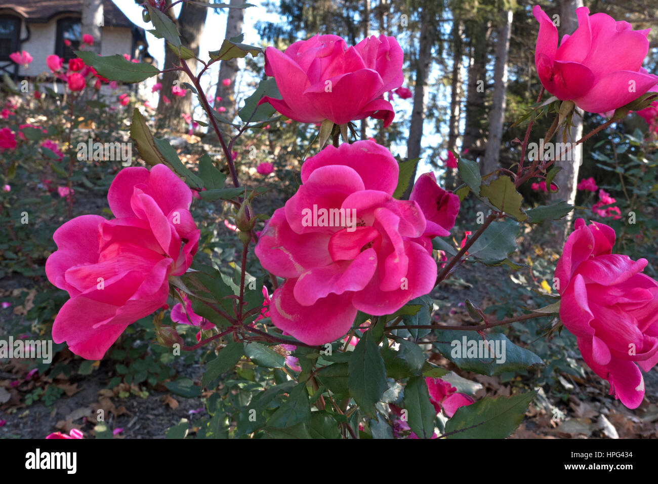 Paul rose garden hi-res stock photography and images - Alamy