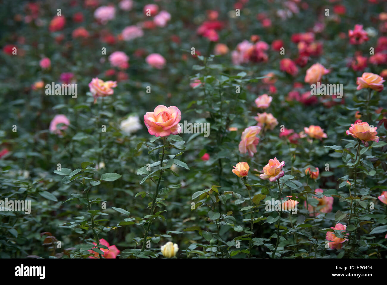 Roses in field Stock Photo - Alamy
