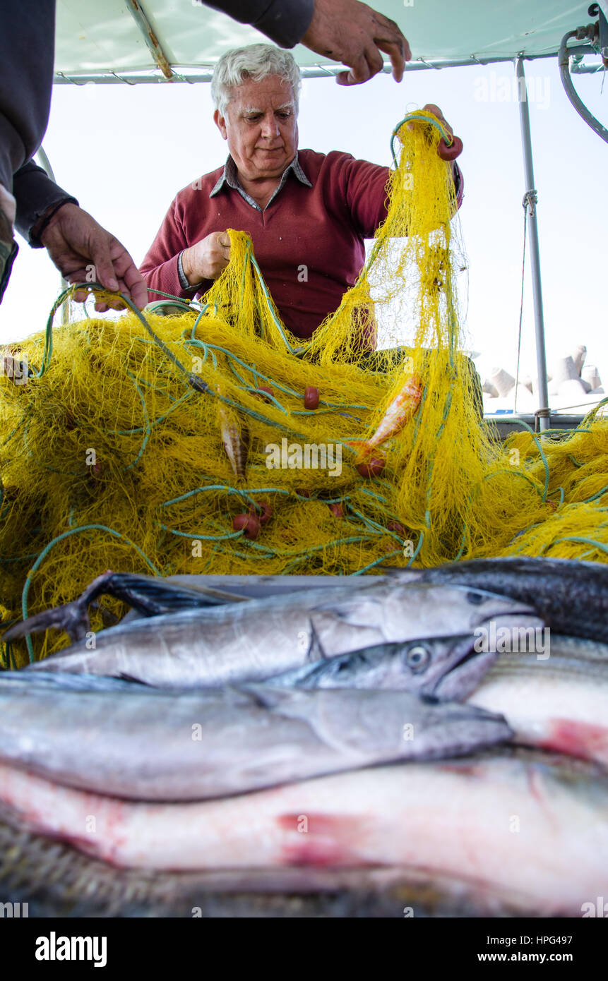 Fisherman collects fresh fishes from yellow fishing nets and put them ...