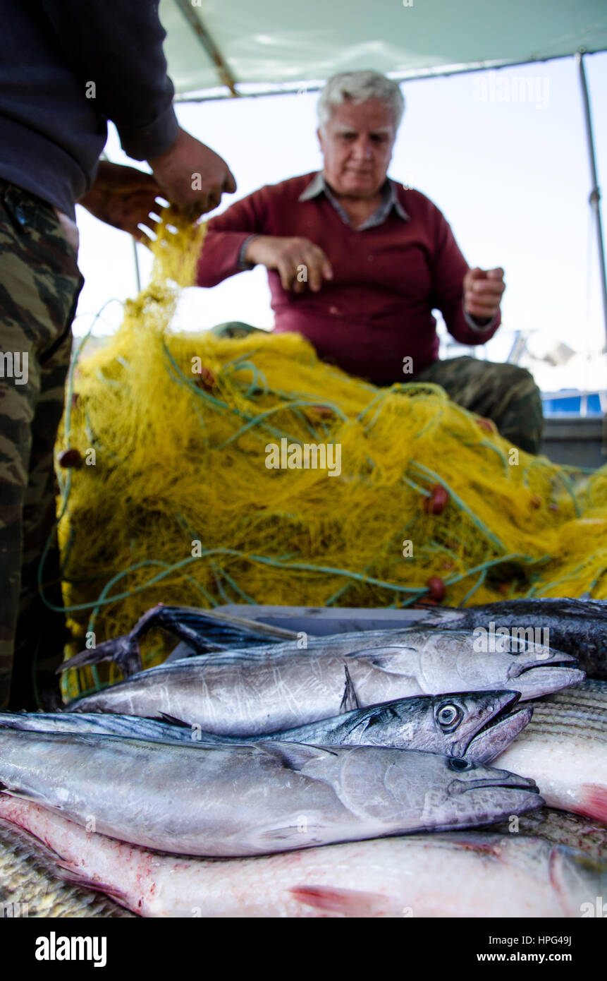 Fisherman collects fresh fishes from yellow fishing nets and put them ...