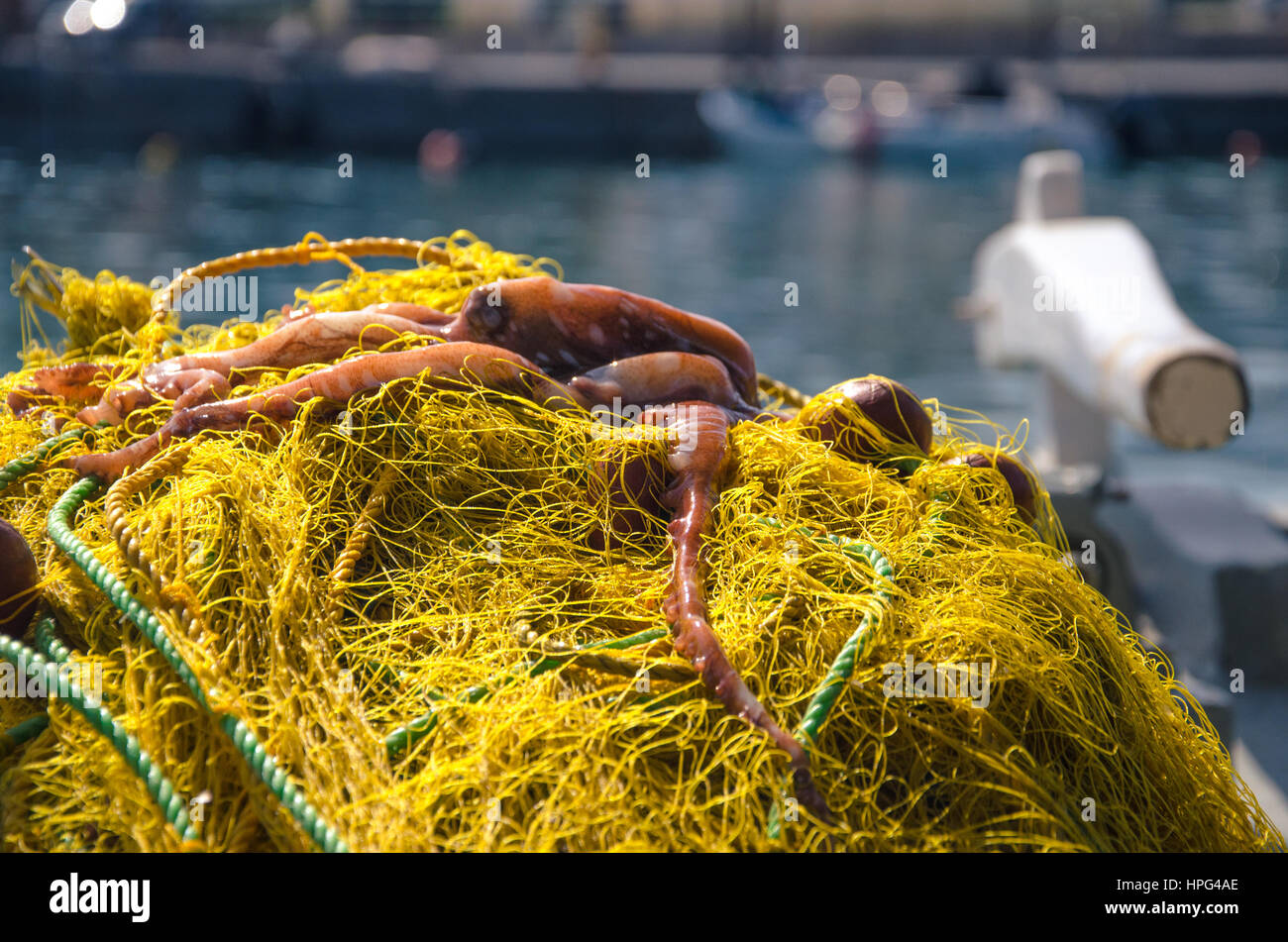 Octopus nets hi-res stock photography and images - Alamy