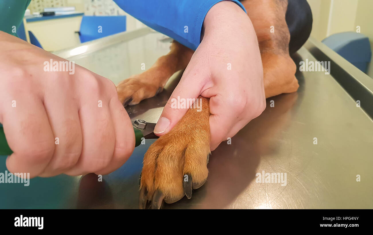 Dog at the vet clinic getting it's nails cut off Stock Photo - Alamy