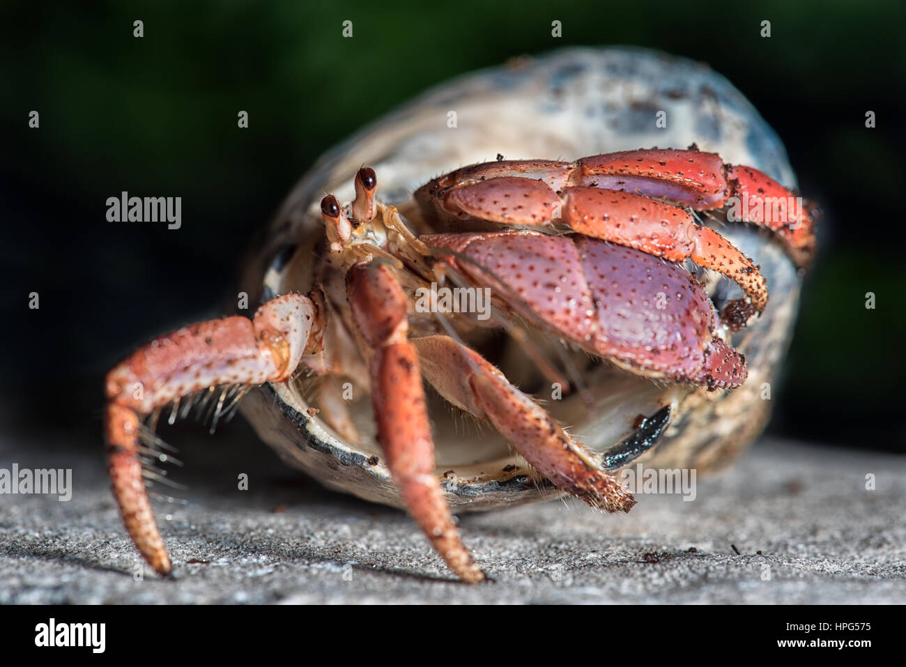 A close up photograph of a hermit crab emerging from the host shell ...