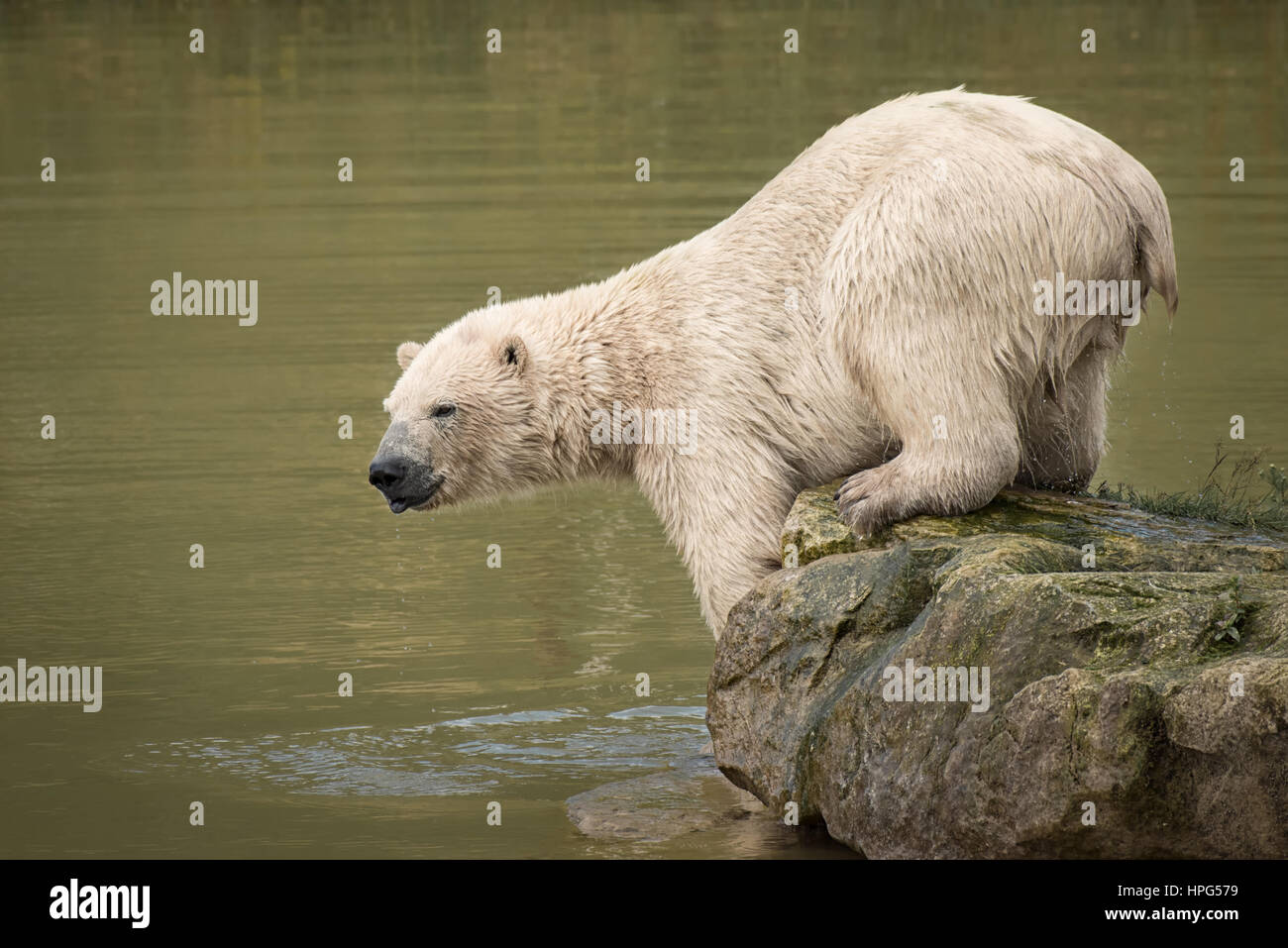 Image of a polar bear just emerged from the water and dripping wet ...