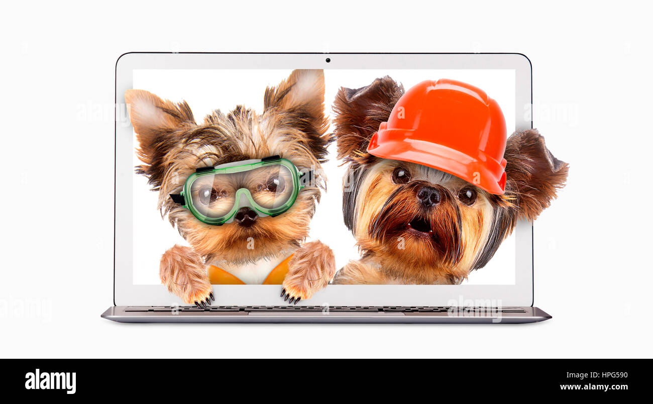 Dog desktop Cut Out Stock Images & Pictures - Alamy