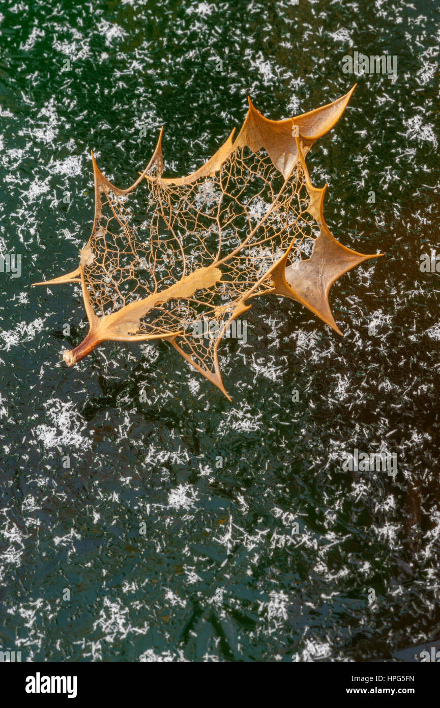 Skeletal remains of a holly leaf on a sheet of Ice Stock Photo - Alamy